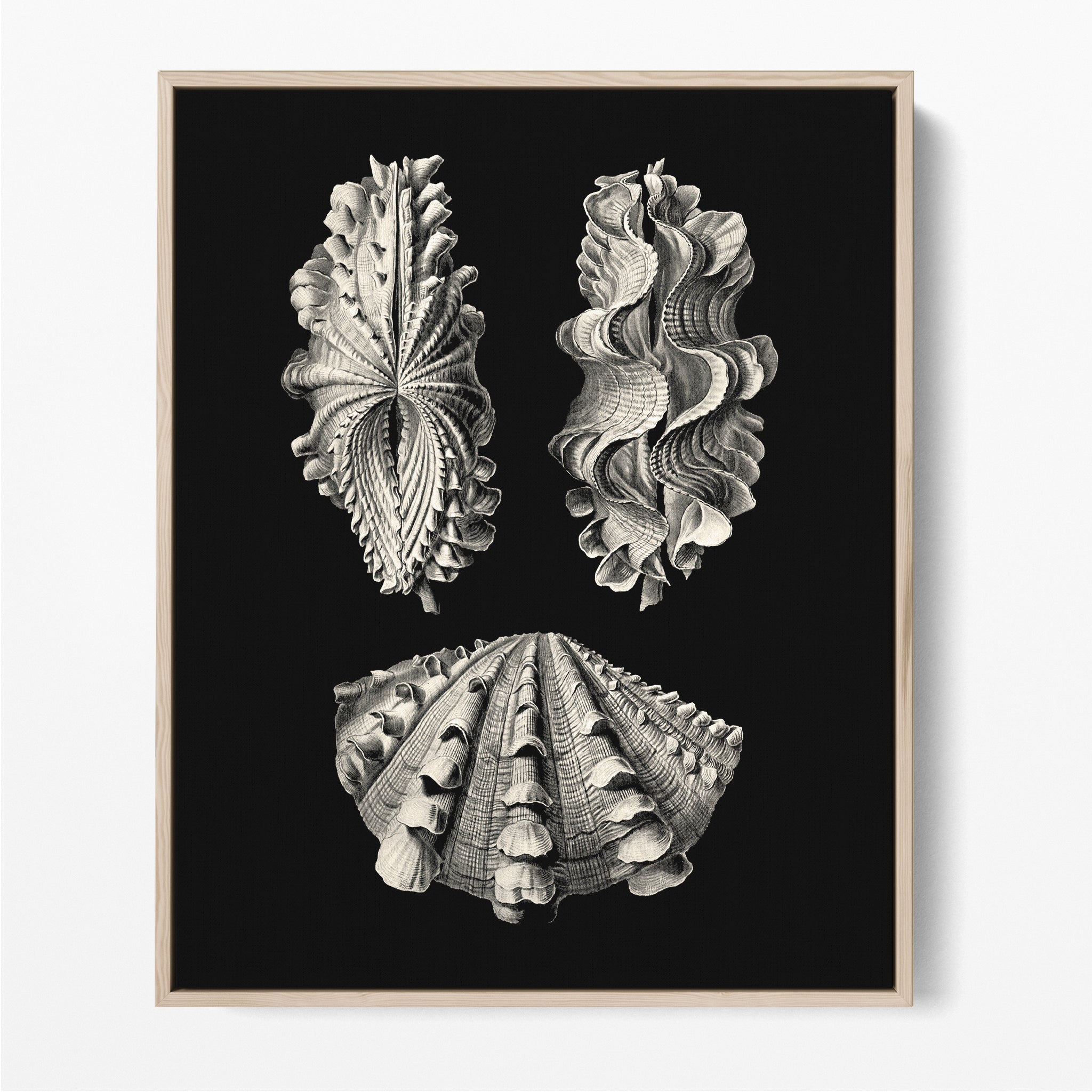 Inner Shell III – Emma Street Studio